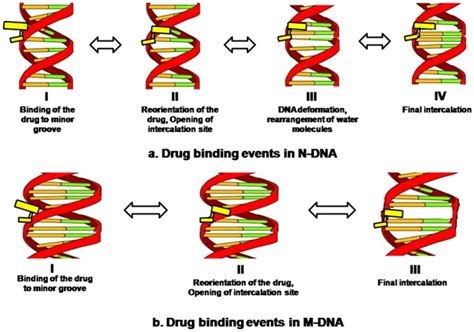 possible events taking place during interaction of a n dna and b