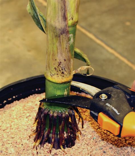 Stem Cut At Harvesting Where Stem Diameter Measurement Taken
