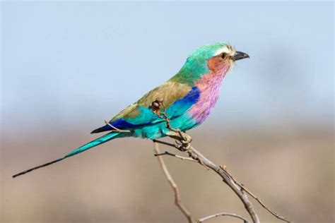 Birds Of The African Savanna With Pictures