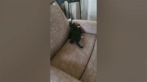 𝖠 𝖶𝗁𝗈𝗅𝖾 🍑 𝖢𝗂𝗋𝖼𝗎𝗌 𝗄𝗂𝗍𝗍𝖾𝗇 𝗄𝗂𝗍𝗍𝖾𝗇𝗌 𝗄𝗂𝗍𝗍𝗒𝖼𝖺𝗍 𝖻𝖺𝖻𝗒 𝗋𝗎𝗆𝖻𝗅𝖾 𝖼𝗎𝗍𝖾 Youtube