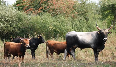 Tauros Herd Transported From Taurus Foundation To The Auerrind Project