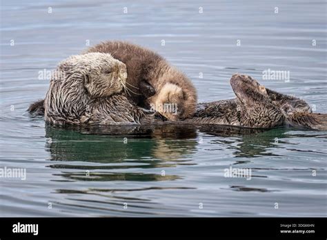 Sea Otter Mother And Pup Floating Calmly On Blue Water Surface