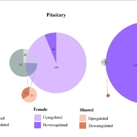 Sex Biased Differential Genomic Expression In Response To Exogenous