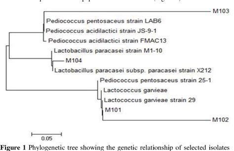 Figure 1 From Isolation And Identification Of Goat Milk Derived