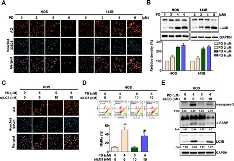Figure 3 From Mitophagy Effects Of Protodioscin On Human Osteosarcoma