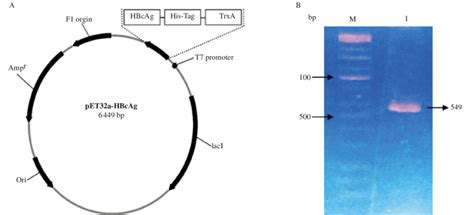 Construction Of Expression Vector A Schematic Representation Of The