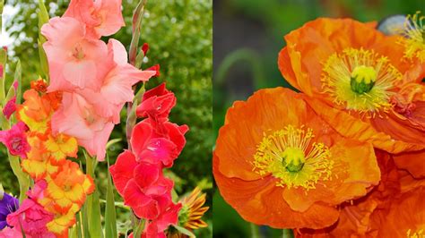 August Birth Flowers Gladiolus And Poppy Orchid Republic Floral Boutique