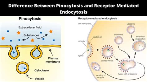 Archaea Vs Bacteria Vs Eukarya 30 Differences Definition Examples