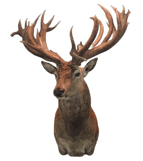 Red Stag Coleman Country Taxidermy