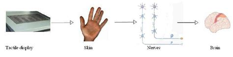 Tactile Information Flow Download Scientific Diagram
