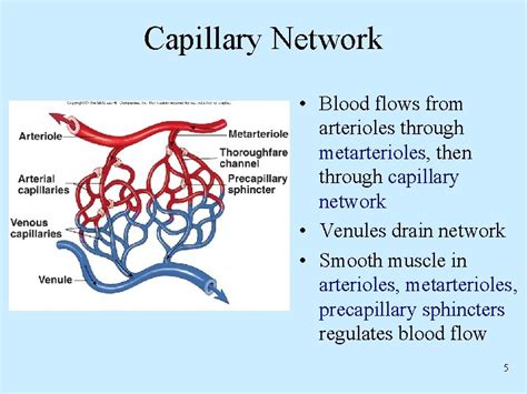 Peripheral Circulation And Regulation 1 Peripheral Circulatory System