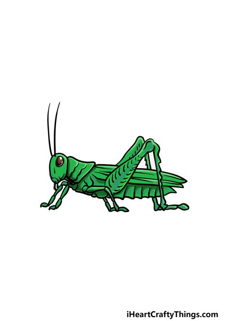 Grasshopper Drawing How To Draw A Grasshopper Step By Step