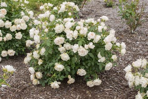 Icecap™ Star® Roses And Plants