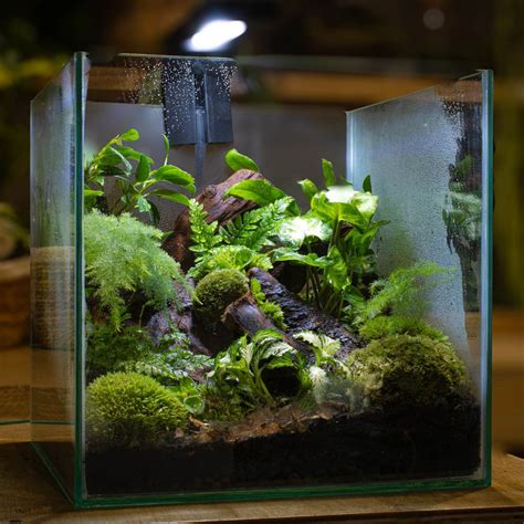 13 Beginner Friendly Terrarium Plants Guide For Guaranteed Success Ome