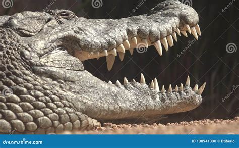Sharp Teeth Of Crocodile Or Alligator Stock Footage Video Of Sharp