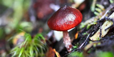 What Is A Toadstool Toadstools Vs Mushroom Grocycle
