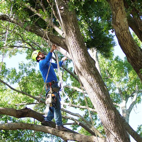 How Often Should You Trim Your Trees Tree Care Trimming Removal Service Dallas Texas Tree