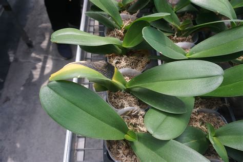 Orchid Seg Instance Segmentation Dataset By Metl204