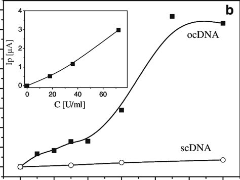 A Scheme Of Dna Digestion By The Exonuclease Iii Exoiii The Enzyme