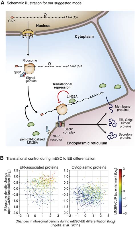 Lin28a Is A Suppressor Of Er Associated Translation In Embryonic Stem Cells Cell