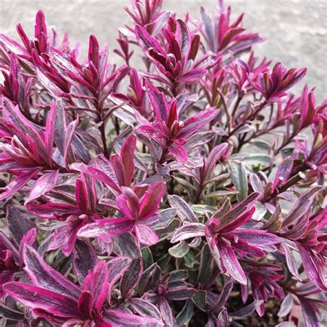 Buy Hebe Burning Heart Shrubby Veronica Hebe Burning Heart