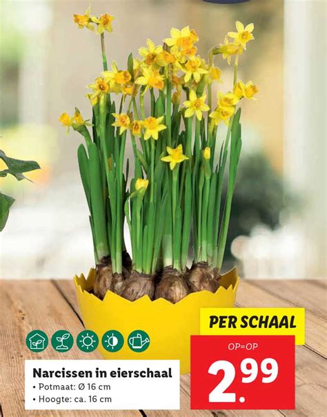 Narcissen In Eierschaal Aanbieding Bij Lidl 1Folders Nl