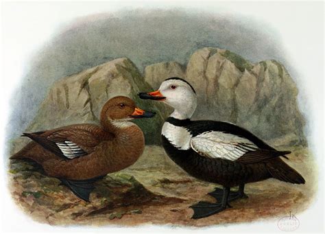 Labrador Duck Facts Habitat Pictures And Range