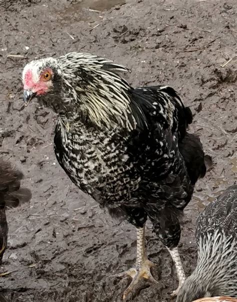 Hahn Oder Henne Und Welche Rasse