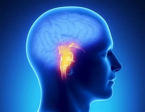 Brain Stem Diagram