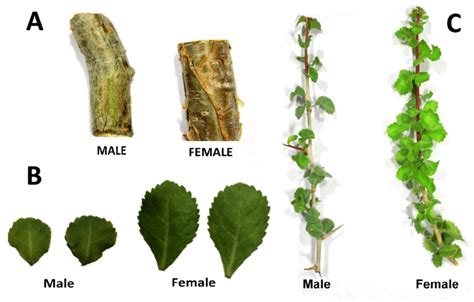 Morphological Differences In Male And Female C Wightii Plant A Stem Download Scientific