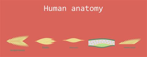 Types Of Muscle Tissue Human Body Diagram Vector Image