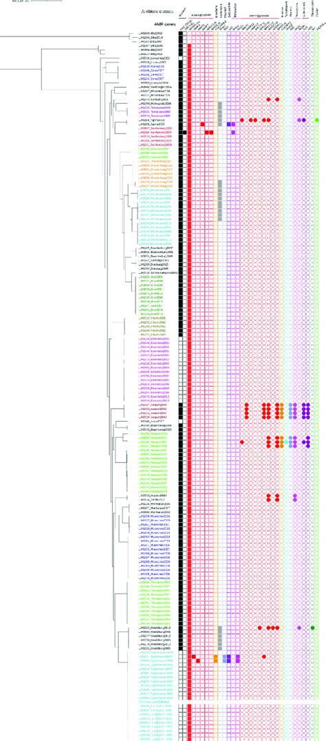 Maximum Likelihood Tree Based On Snps Identified By Aligning 171 De