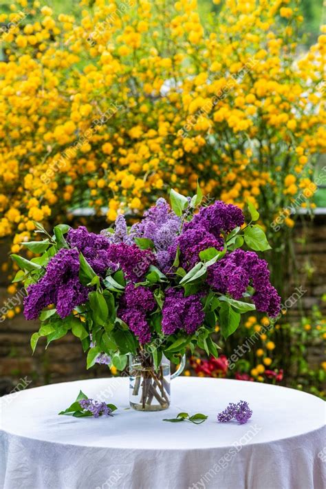 A Bouquet Of Purple Lilca On A White Table 이미지 1222775322 게티이미지뱅크