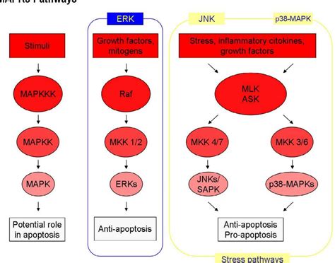 Mapk Signaling Pathways Mapk Signaling Pathways Are