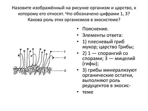 ЕГЭ по биологии Работа с рисунками презентация онлайн