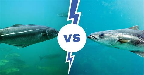 Haddock Vs Cod Fishing Looker