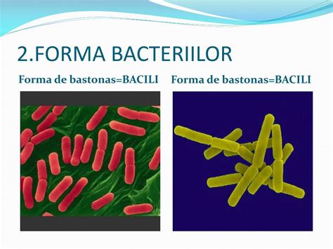 Ppt Bacterii Powerpoint Presentation Free Download Id 5949537