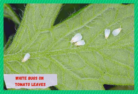 What Are The White Bugs On Tomato Leaves Farmer Grows