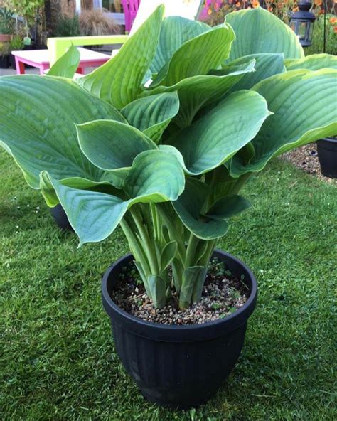 Giant Hostas 17 Varieties And More Topic Information World Of Garden Plants