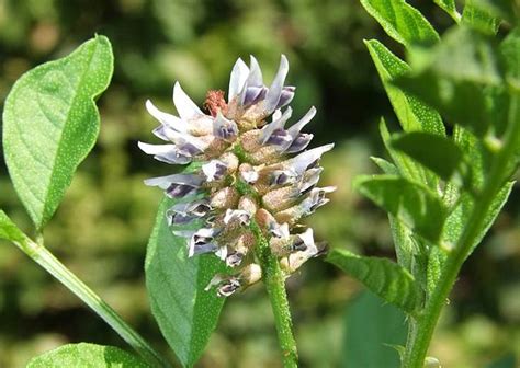 Koren Sladića Lek Za Kašalj Još Od Antičkog Doba Agro Saveti