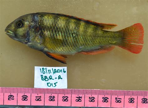 Different Takes On Freshwater Databases Jrs Biodiversity Foundation