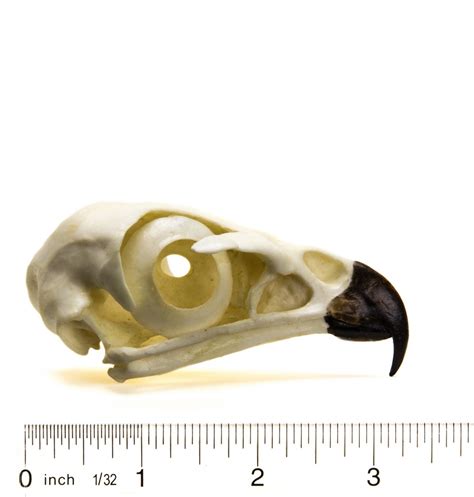 Red Tailed Raptor Skull Replica