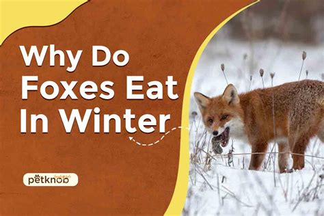Do Foxes Hibernate Myths And Facts Behind It