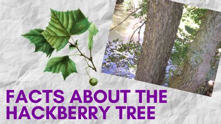 What Is A Hackberry Tree Science Trends What Is A Hackberry Tree Science Trends