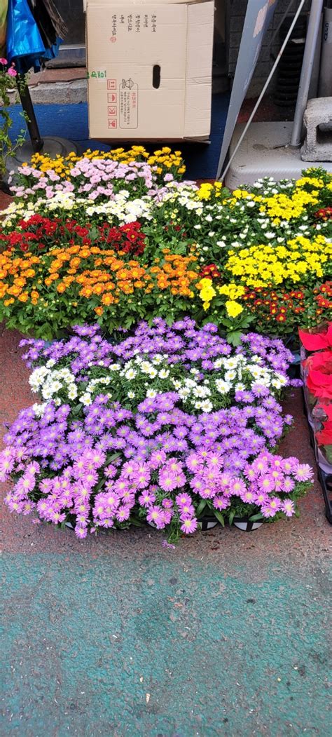 아침에 팬션에서 언니가 해준 밥을 먹고 언니와 정선5일장에 가서 정선에서 파는 특산물을 사고 펜션에서 끓인 라면과 정선5일장 에서 사온 꽃사랑 꽃을 사랑하는