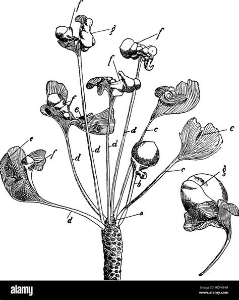 Morphology Of Gymnosperms Gymnosperms Plant Morphology Igs