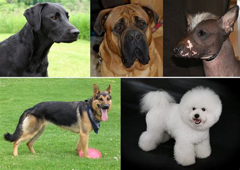 Barking Up A Different Tree A Brief Explanation Of Polymorphism By