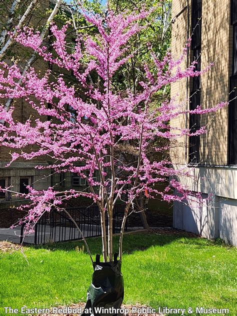 Winthrop Winthrop Middle School Winthrop Massachusetts