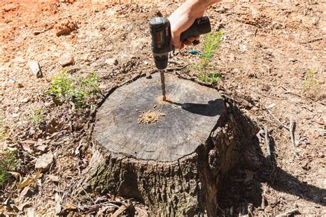 How To Kill A Tree Stump Different Ways How To Kill A Tree Stump Different Ways