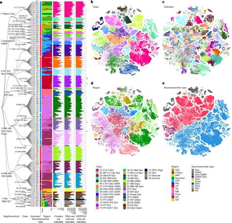 A High Resolution Transcriptomic And Spatial Atlas Of Cell Types In The